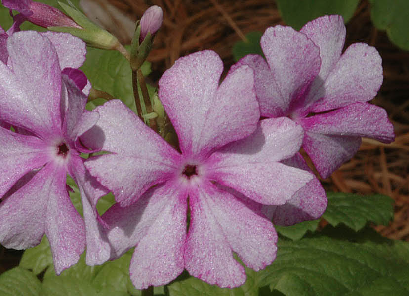 Primulas and Other Perennials