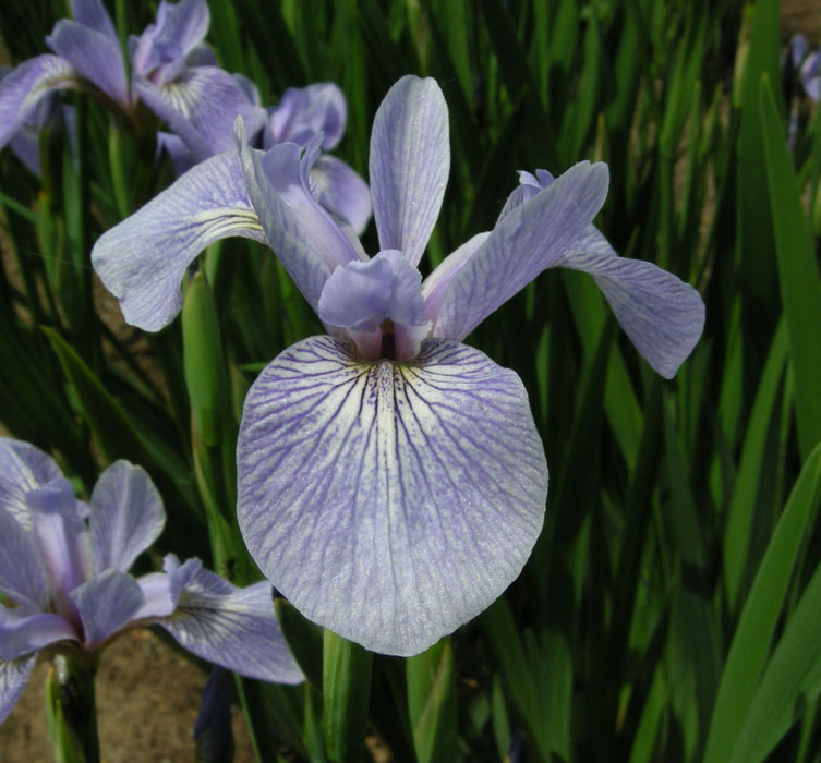 Iris Versicolor