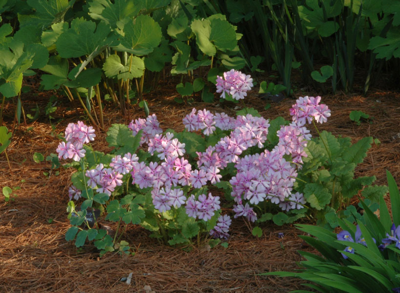 Primulas and Other Perennials